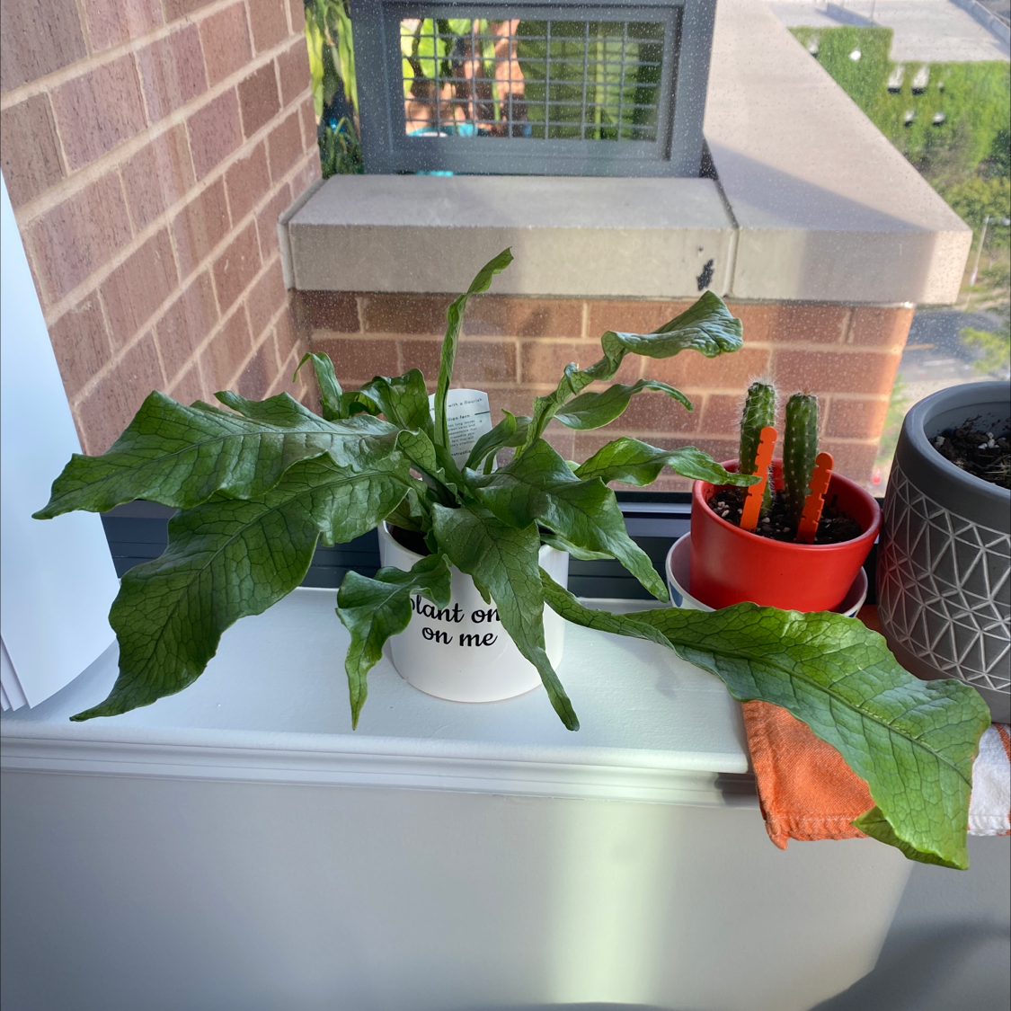 10 Benefits of Having a Crocodile Fern