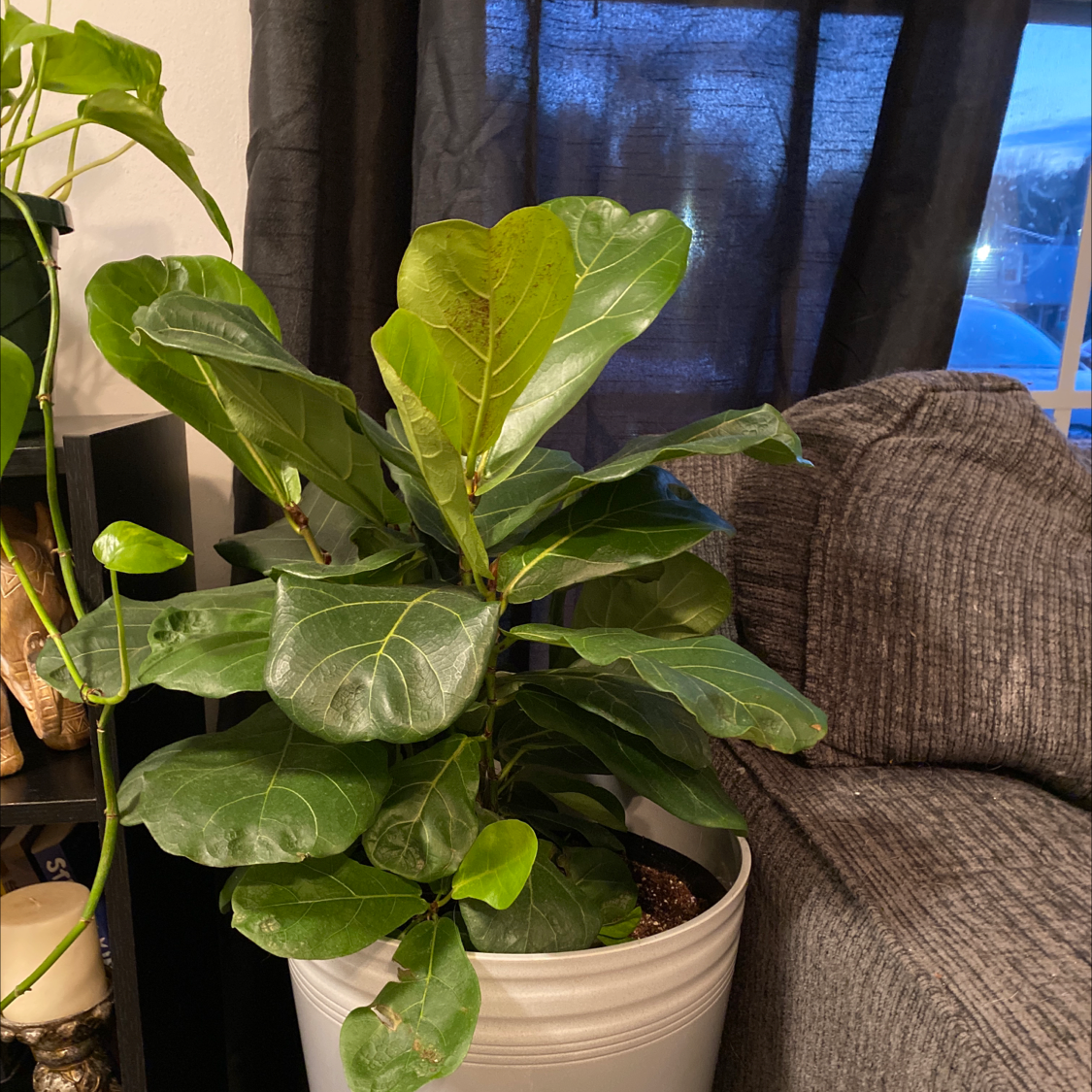 Fidley | A plant by Rayanna on Greg