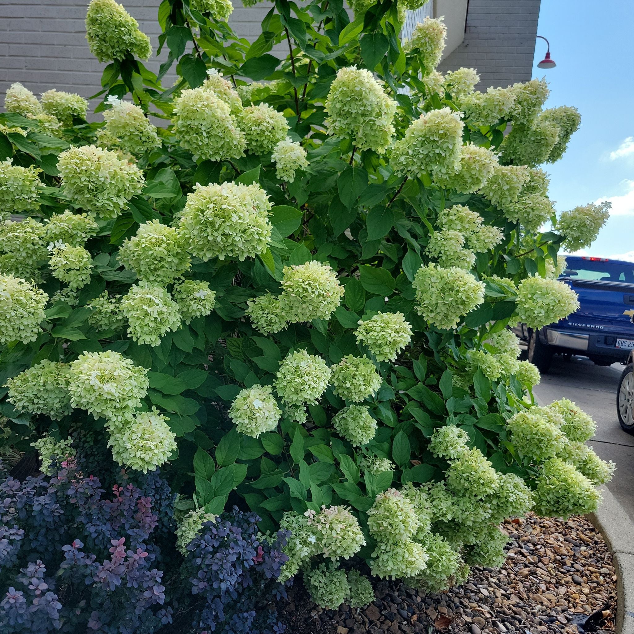 How to Prune Panicle Hydrangea