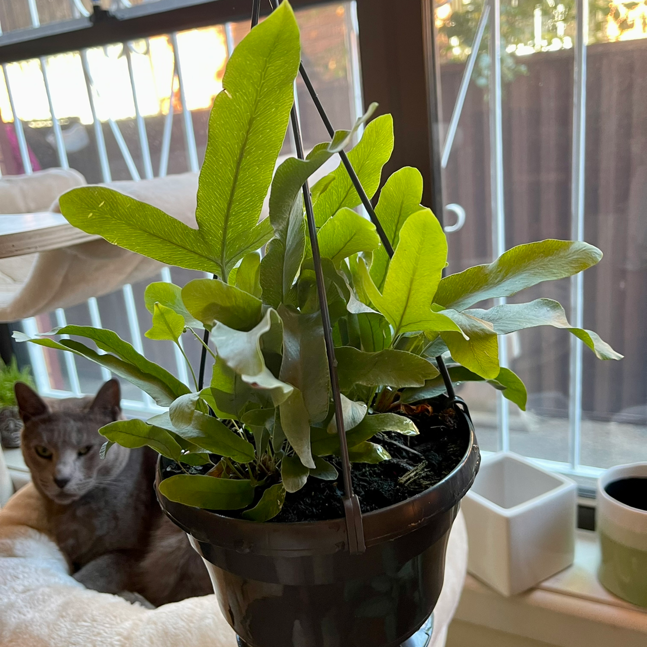 🐇 How To Know When To Repot A Rabbit's Foot Fern?