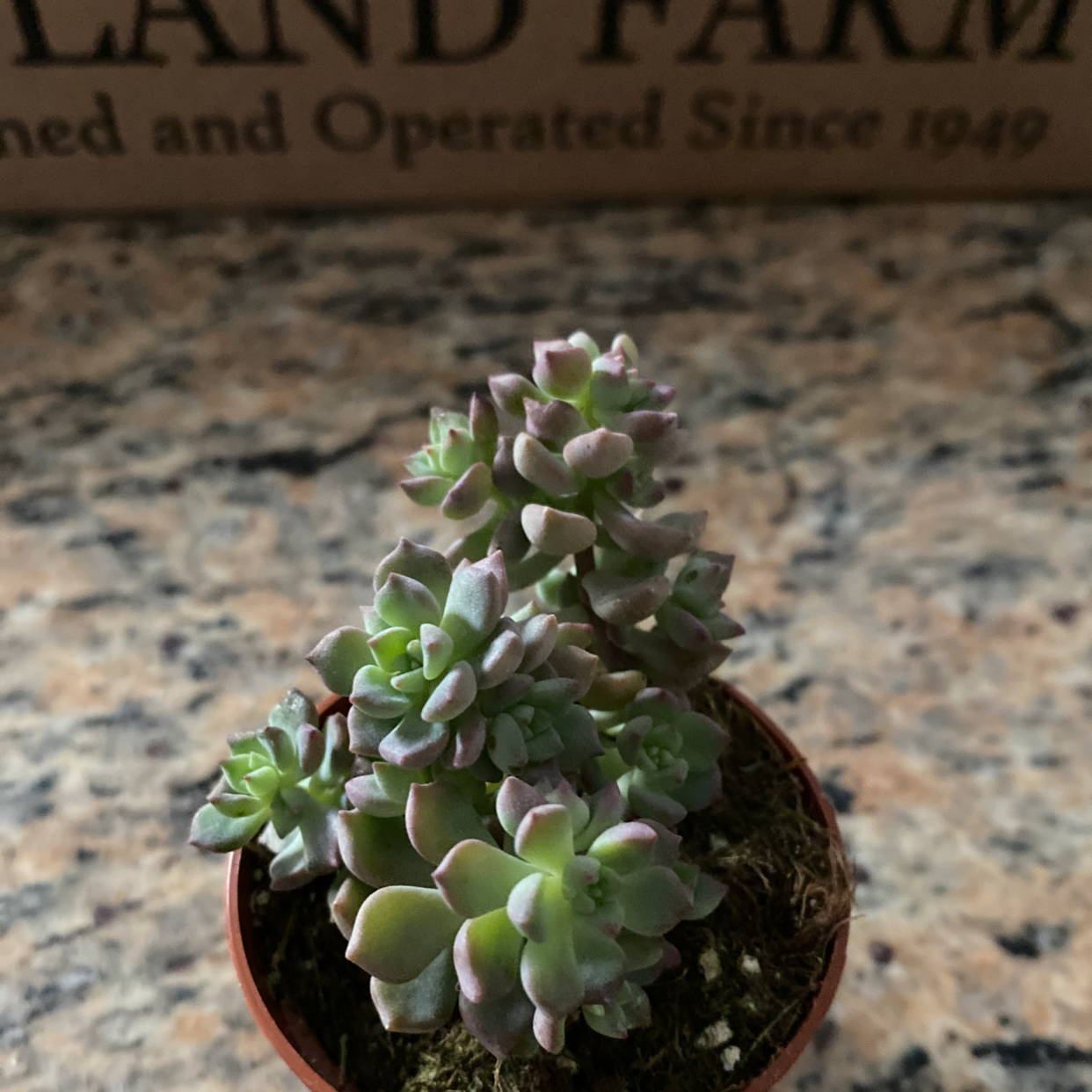 Your Corsican Stonecrop's Light Needs