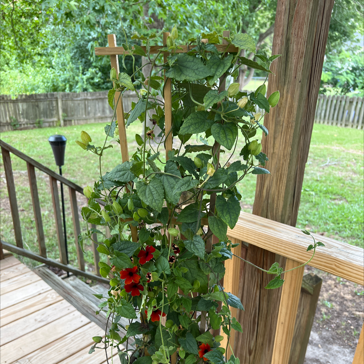 👁 Why Is My Blackeyed Susan Vine Dropping Leaves?