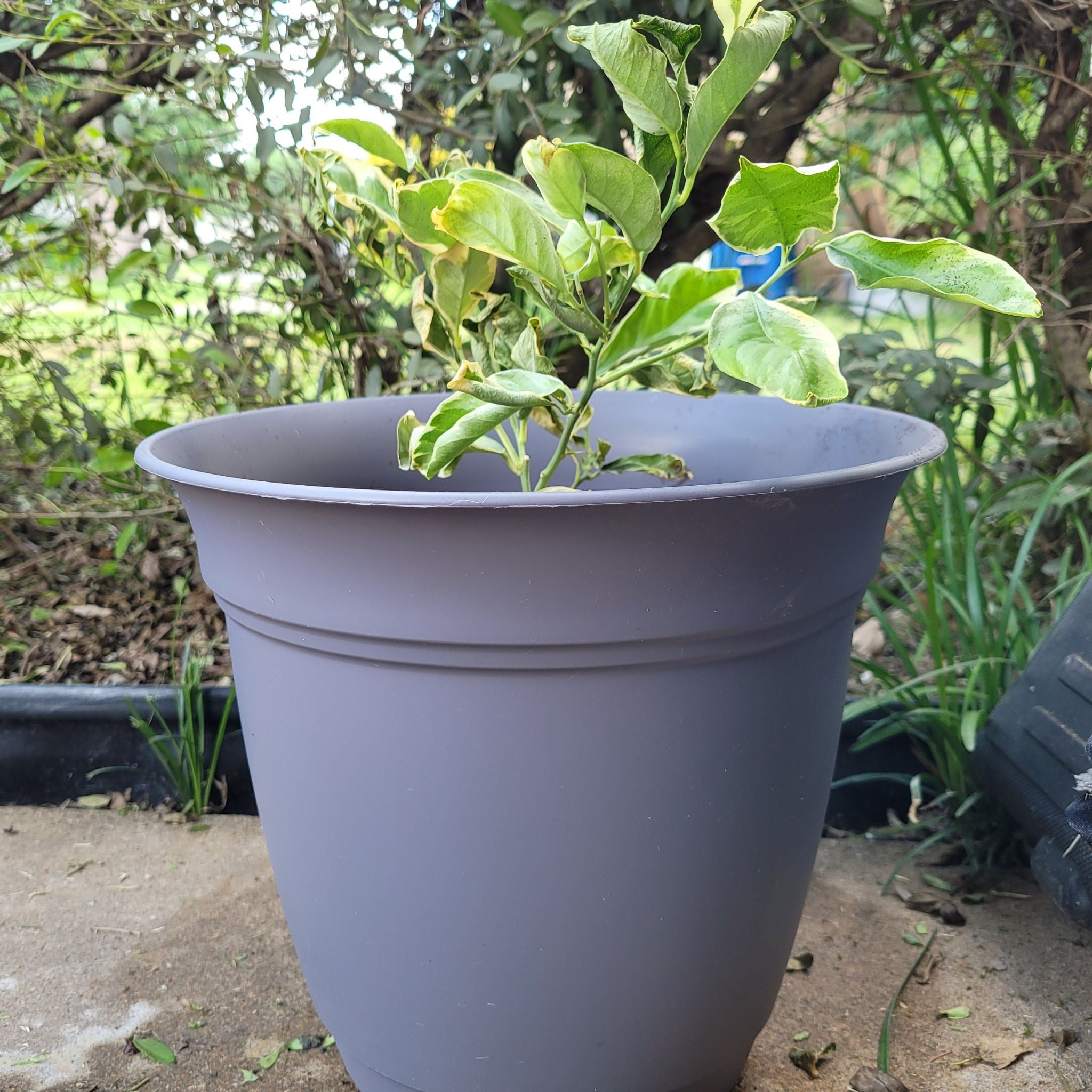 🍋 Your Pink Lemon's Light Needs