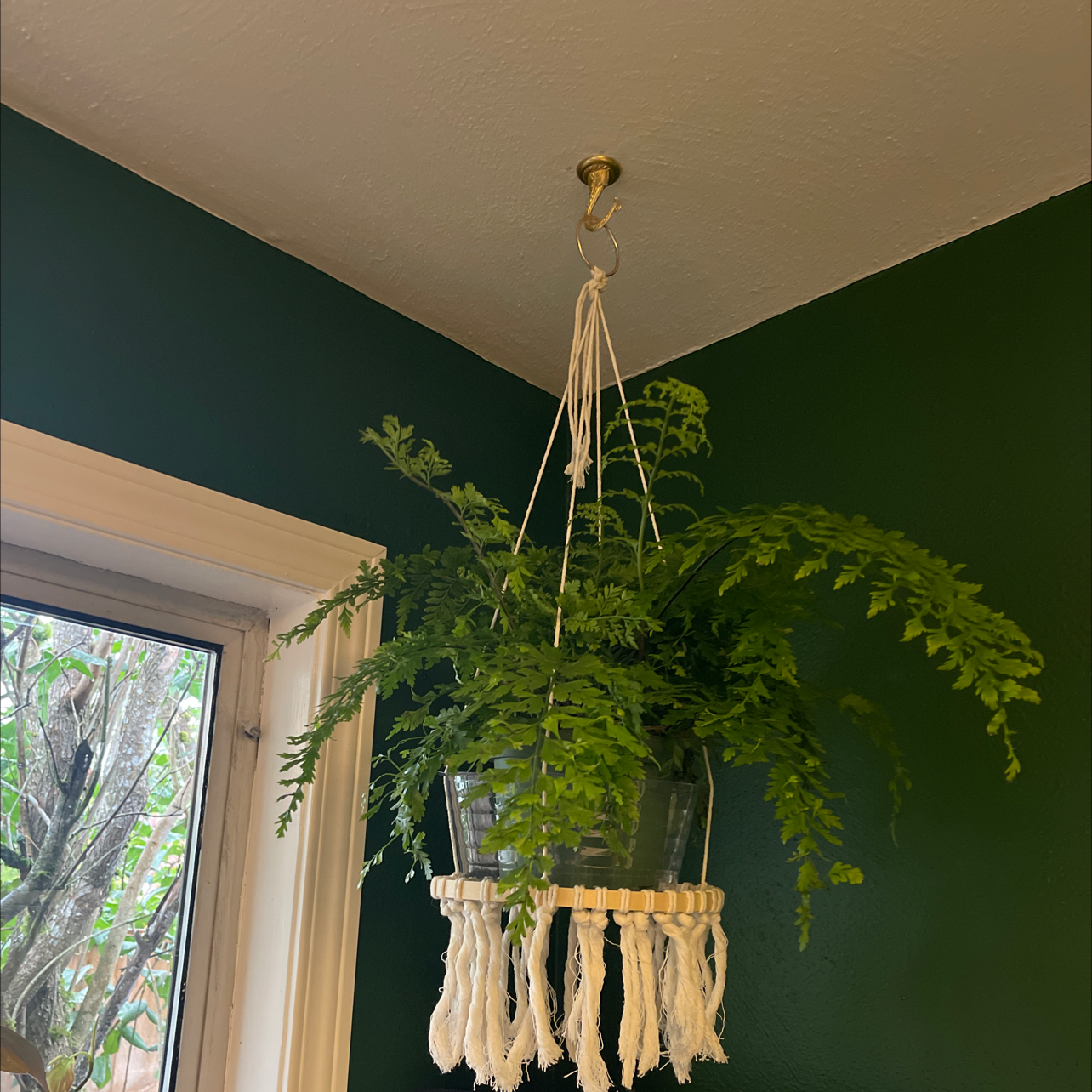 What Are The Bugs on My Hen and Chicken Fern?