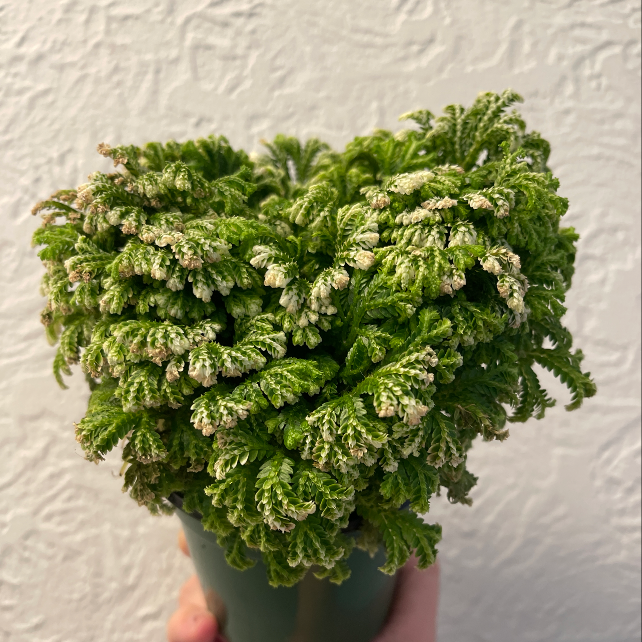 How to Propagate Your Club Moss