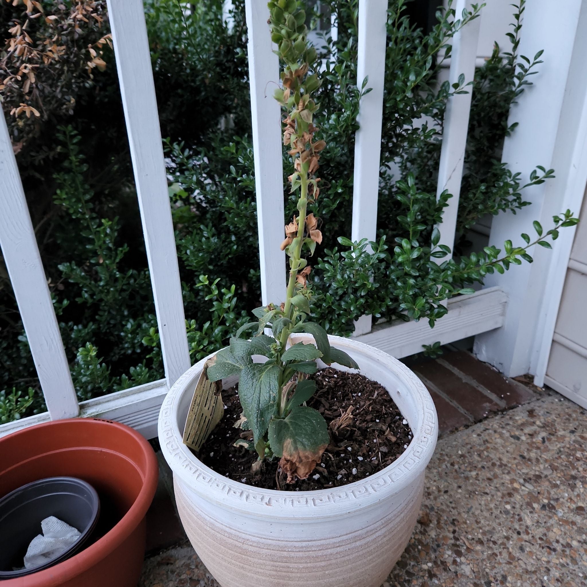 Common Foxglove Root Rot Solutions