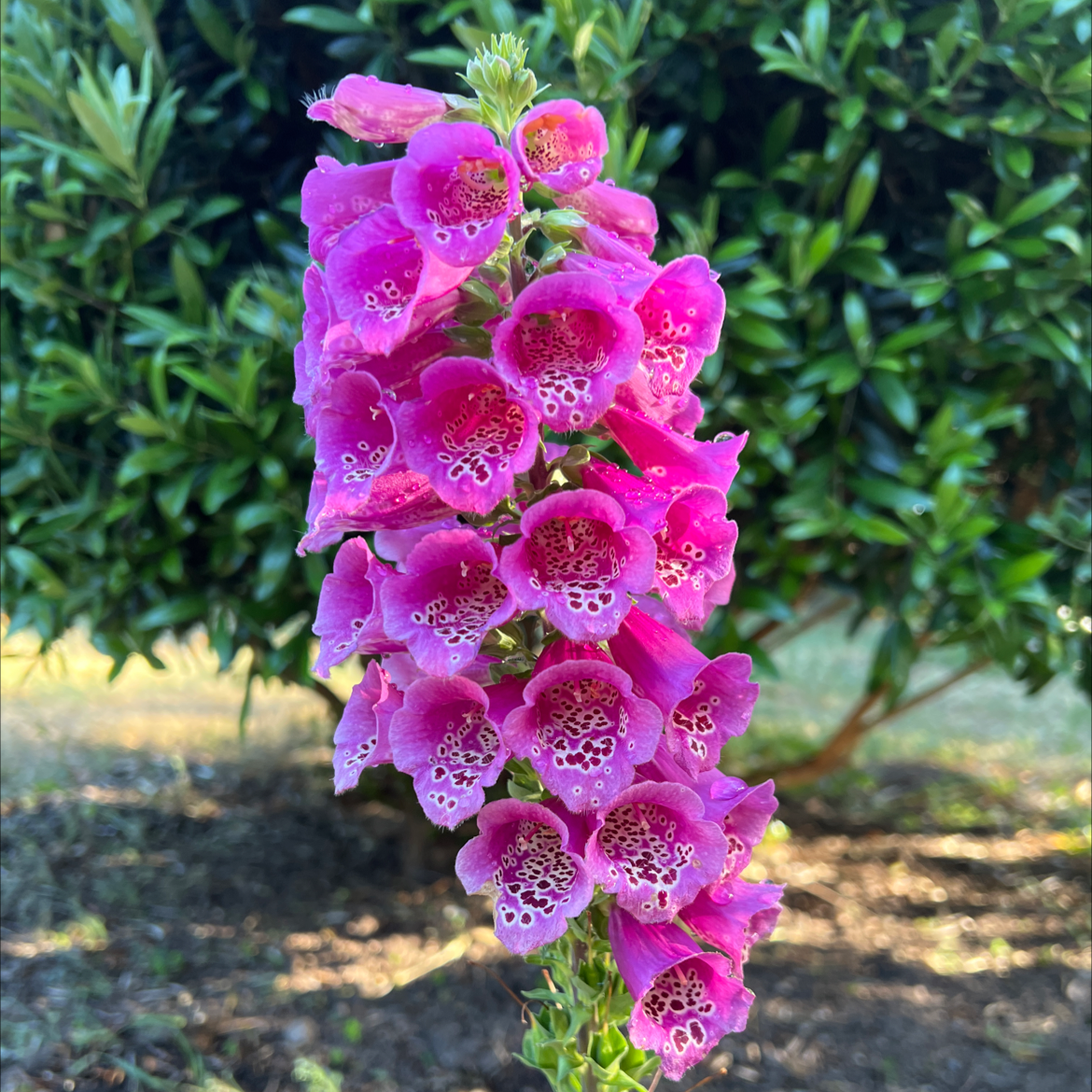Is Direct Sunlight Good for My Common Foxglove?