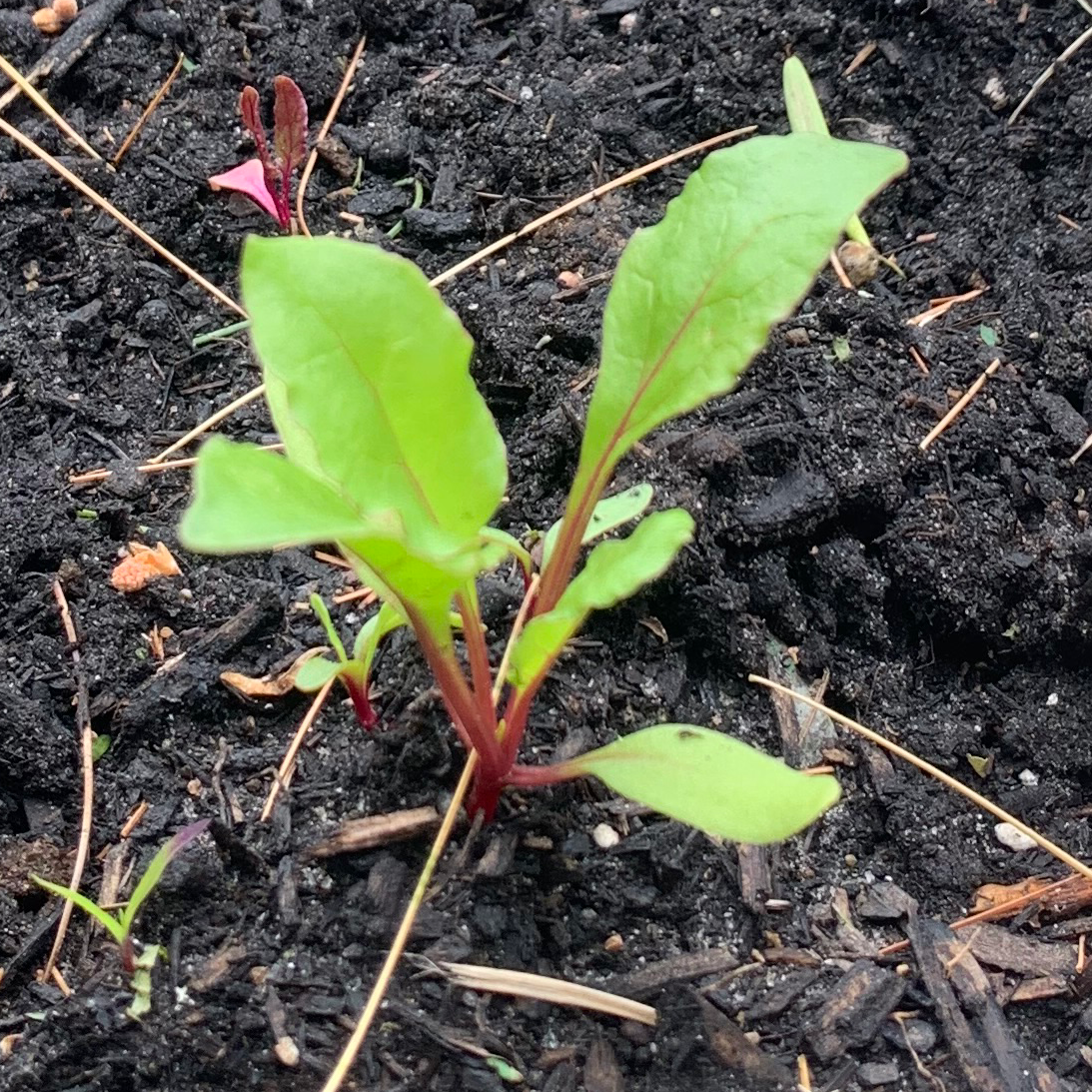 Common Common Beet Problems