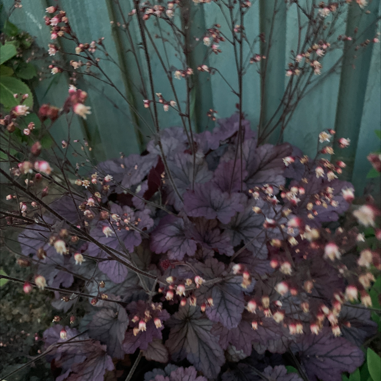 Why Are My Crevice Alumroot Leaves Curling?