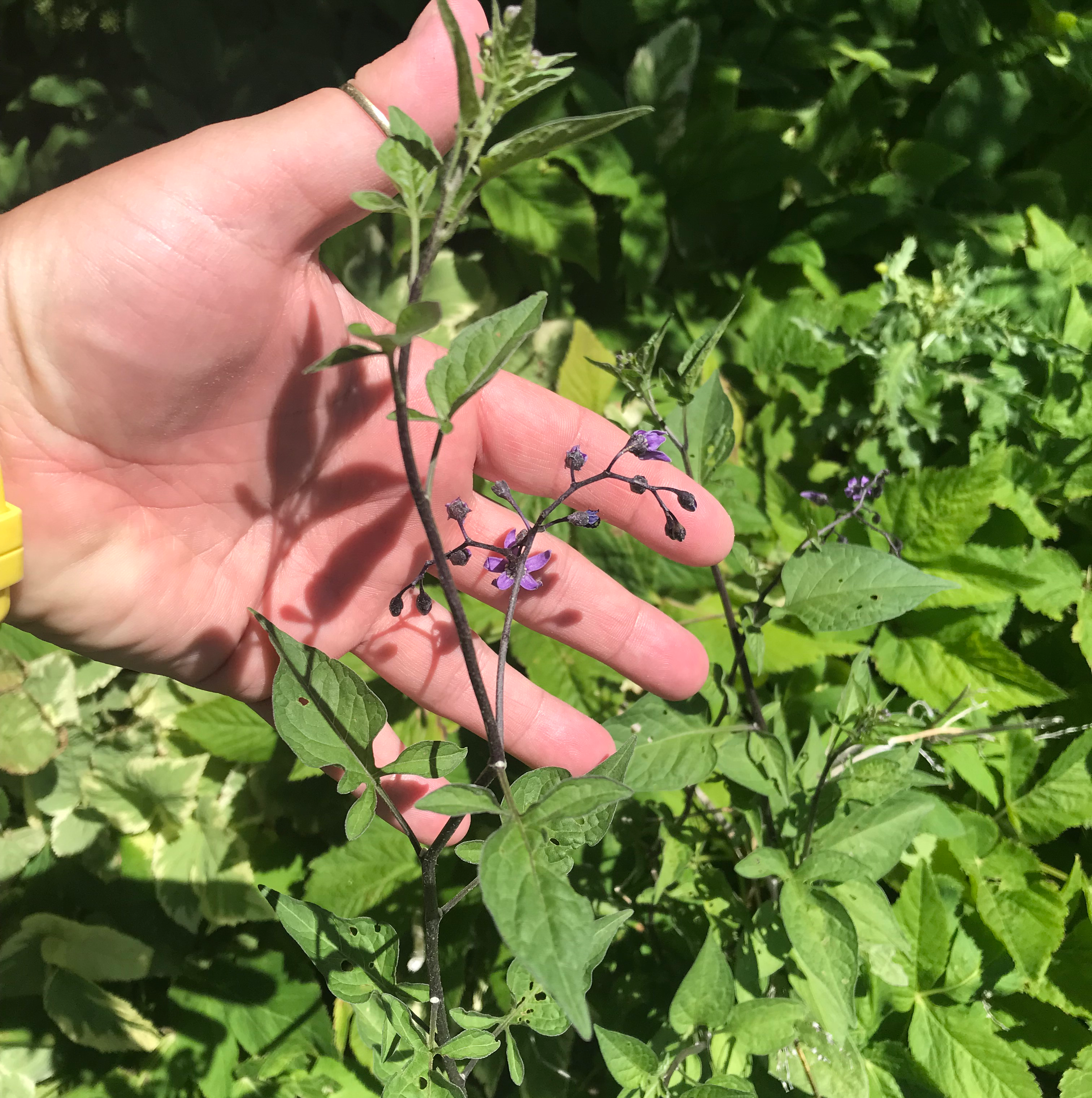 How Do I Propagate My Bittersweet?