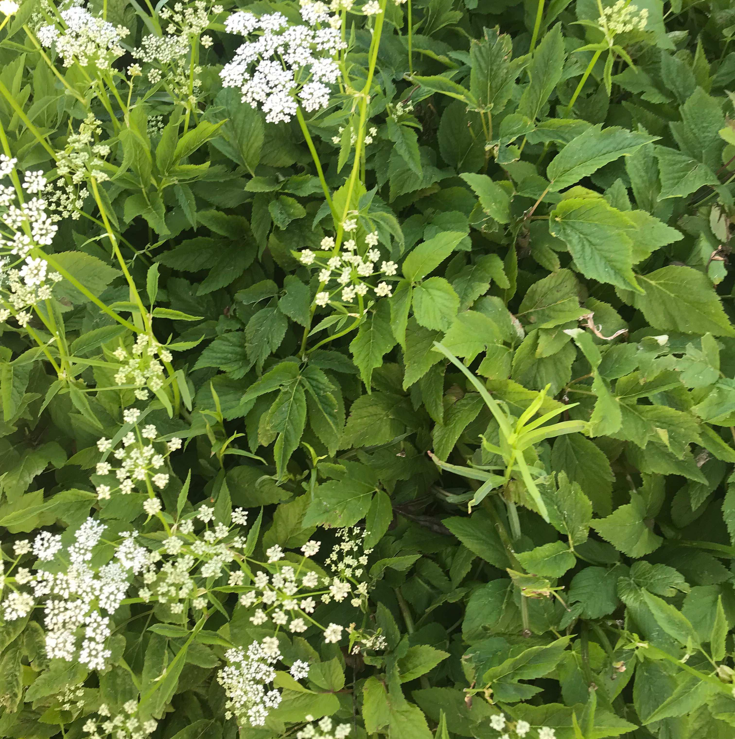 Propagating Your Bishop's Goutweed: Step-by-Step Guide