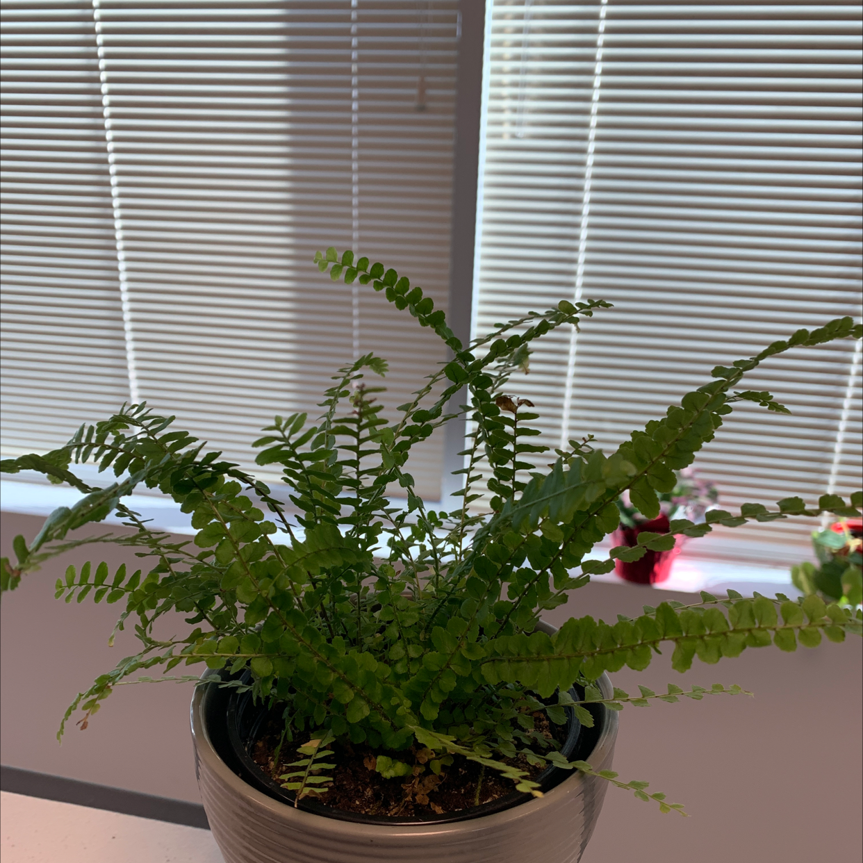 🍋 What Do Lemon Button Fern Flowers Mean?