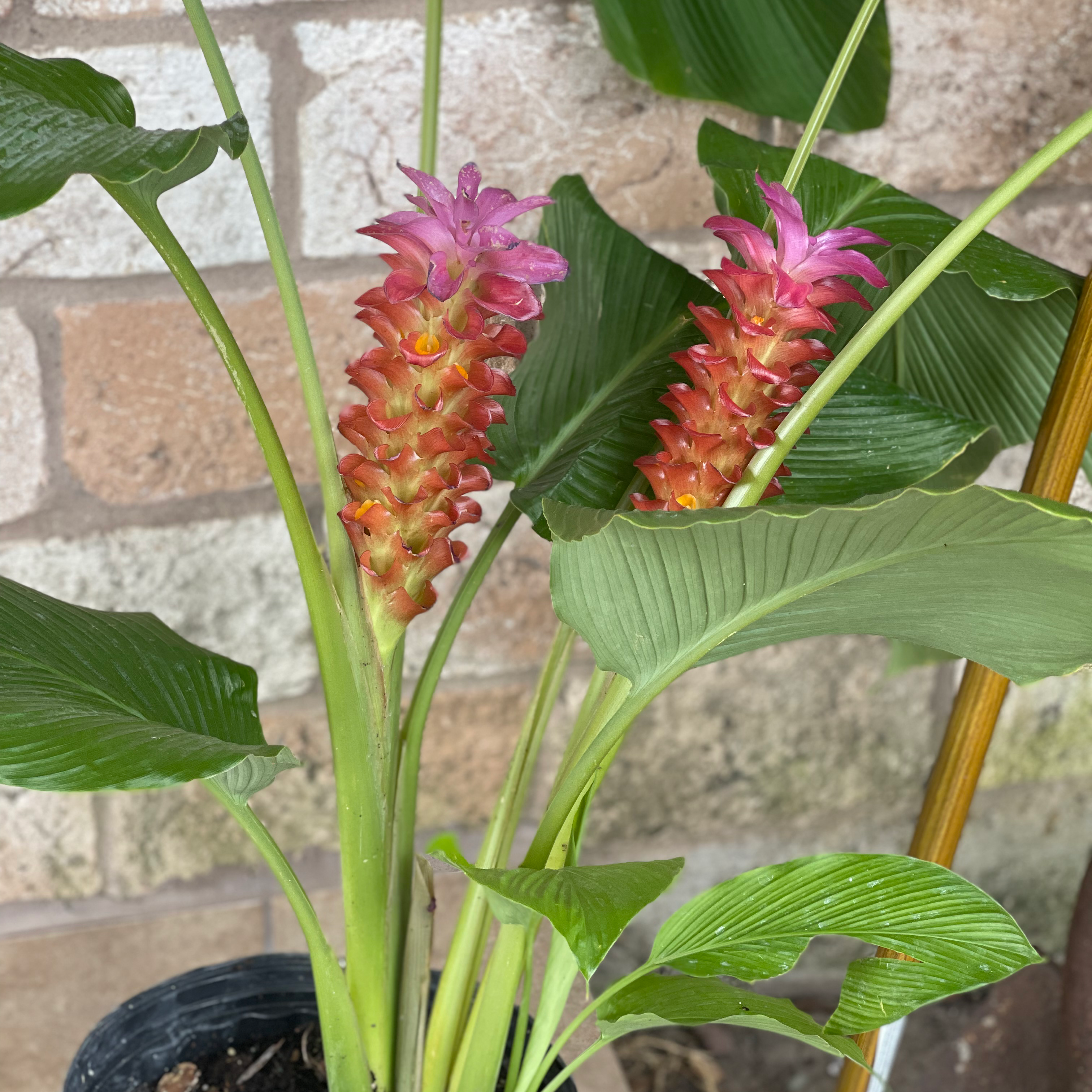 Best Potting Soil Mix for Red Ginger