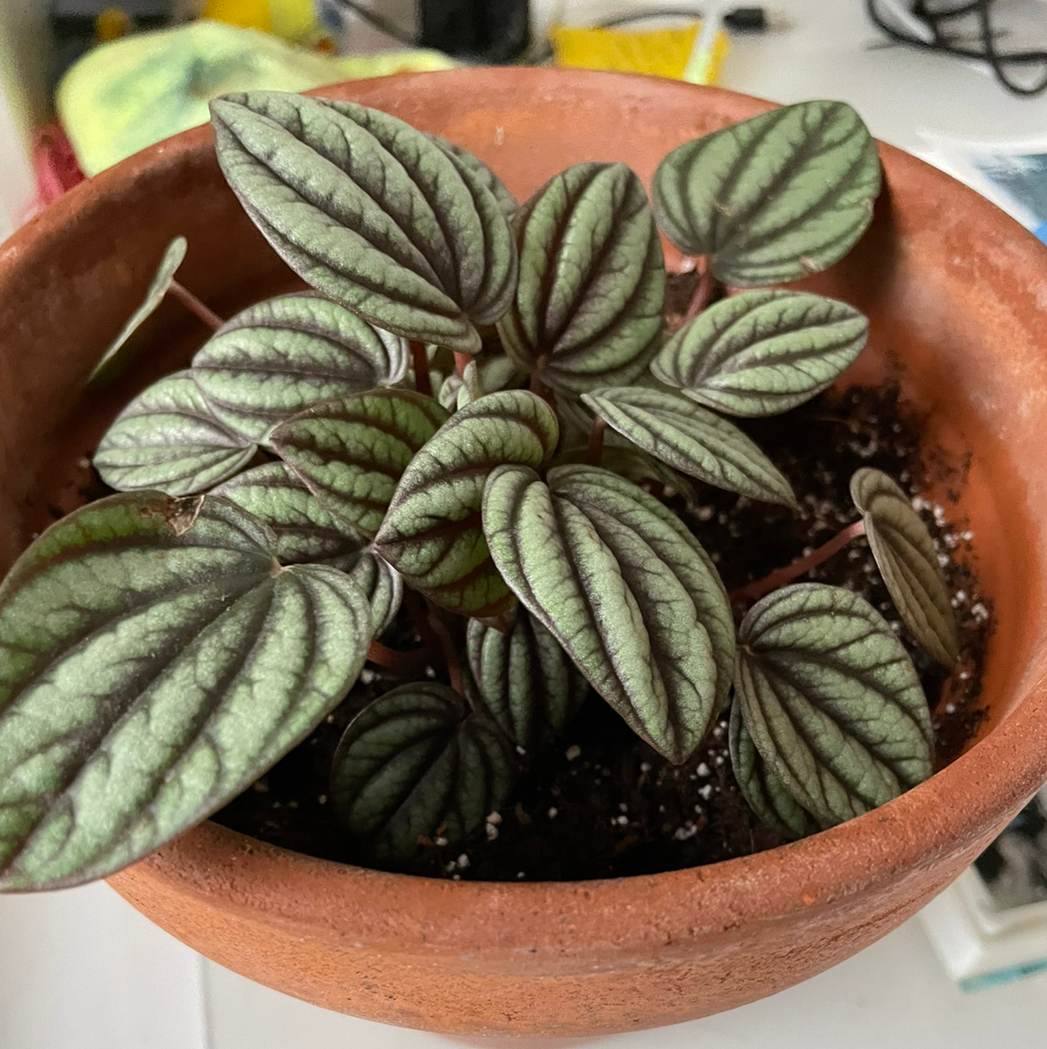 Piccolo banda - Ultimate Guide to Fertilizing