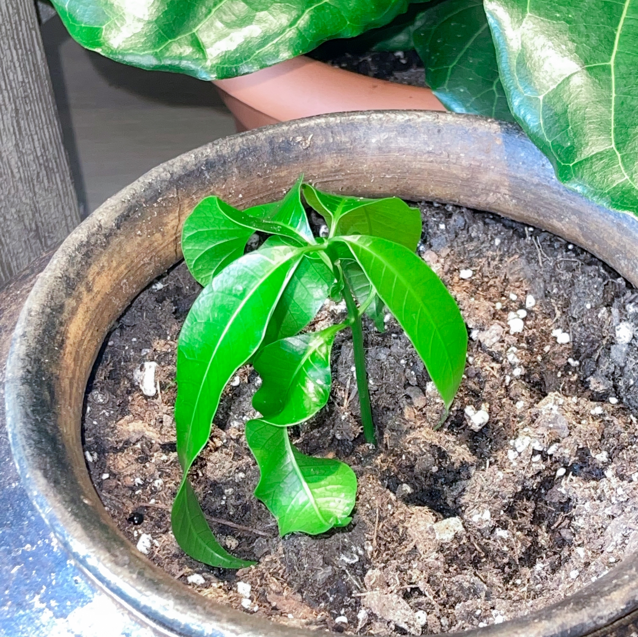 Common Mango Problems