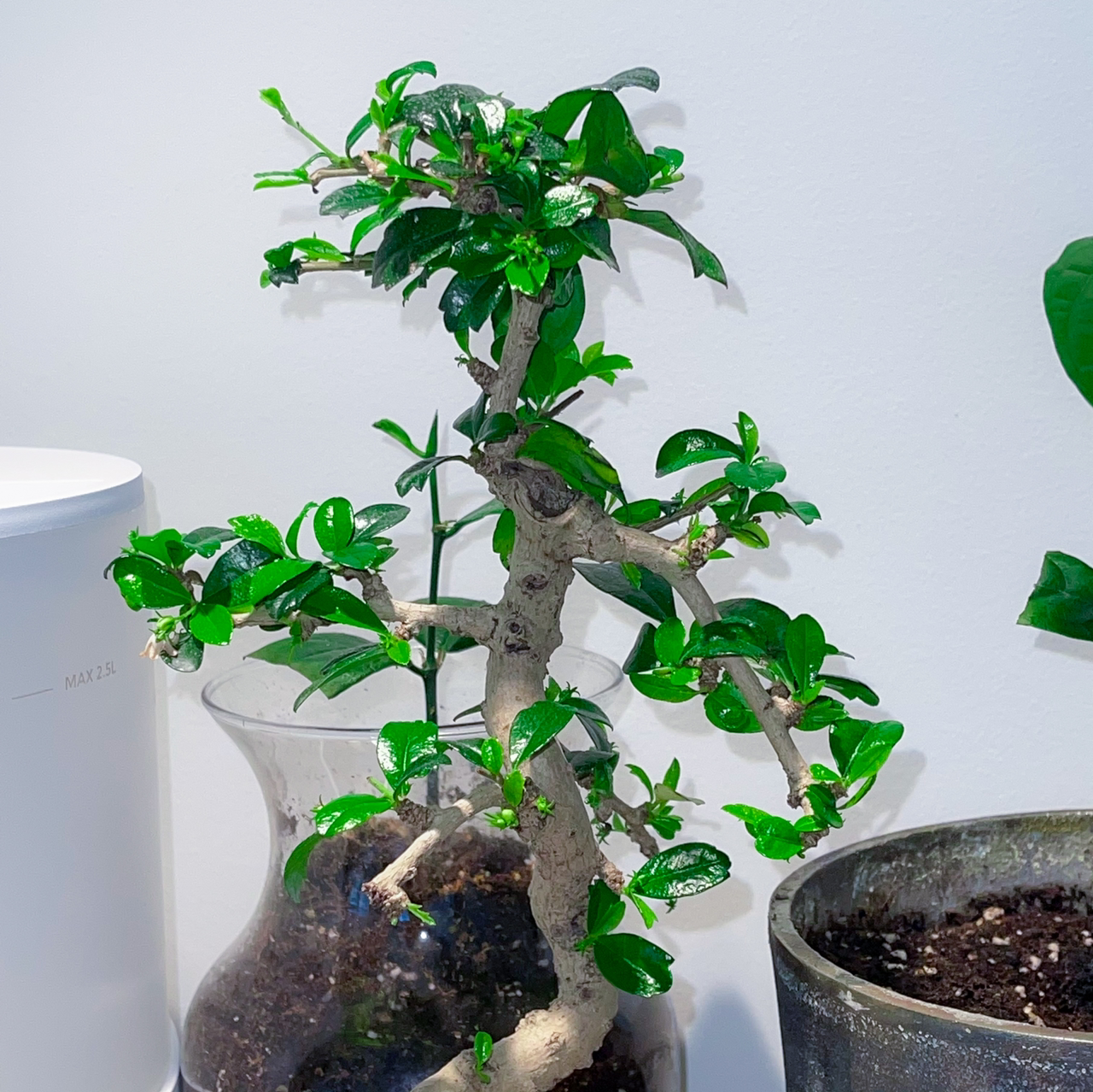 Why Is My Fukien Tea Tree Dropping Leaves?