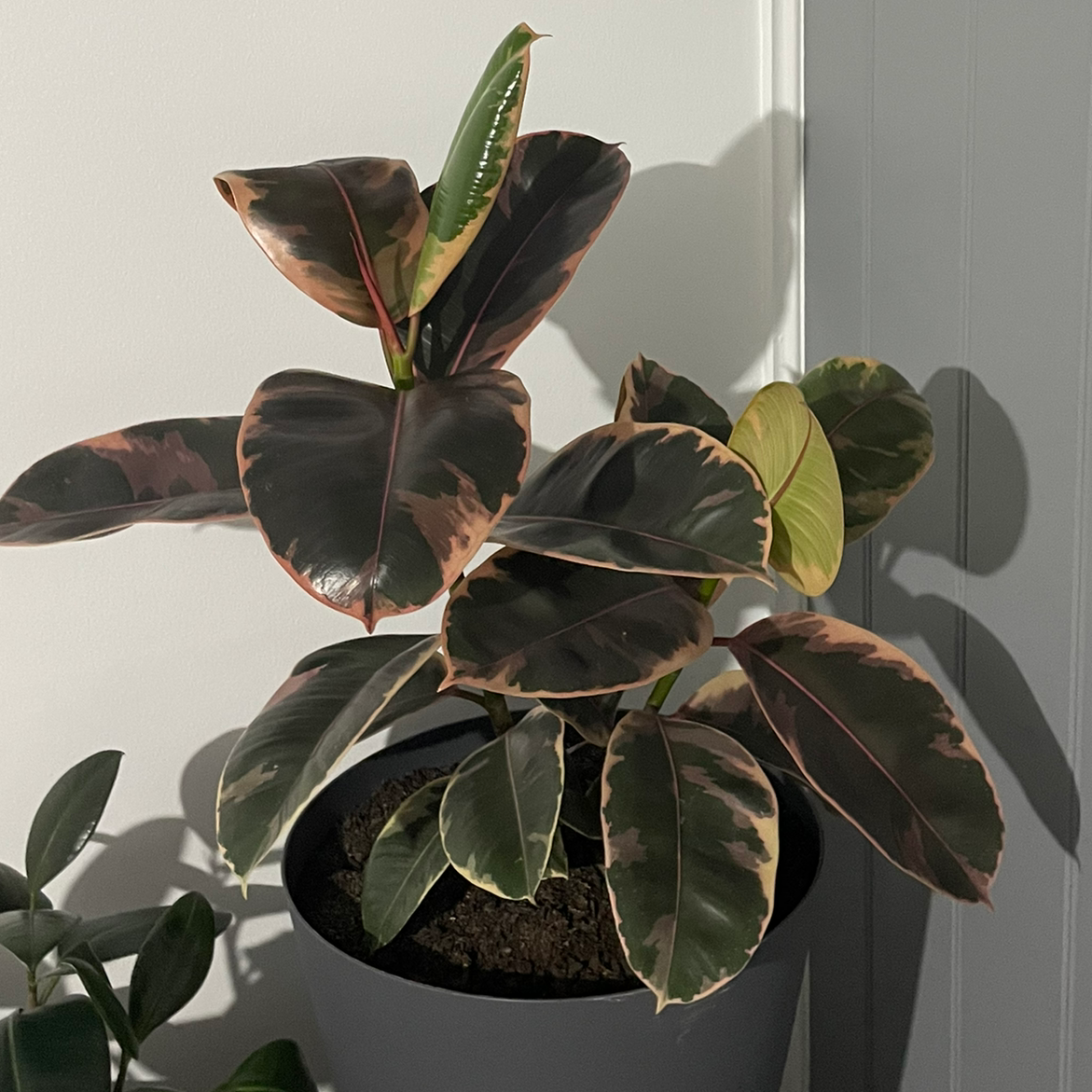 💧 How Much Humidity Does My Ficus 'Ruby' Need?