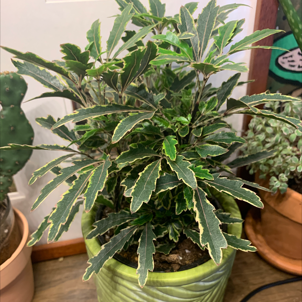 What Are The Bugs on My False Aralia? 🐛
