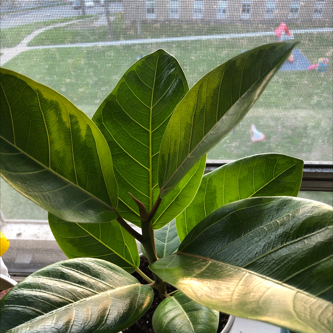 Personalized Council Tree Care: Water, Light, Nutrients | Greg App