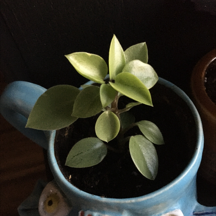 😢 When And Where Should I Trim My Teardrop Peperomia?