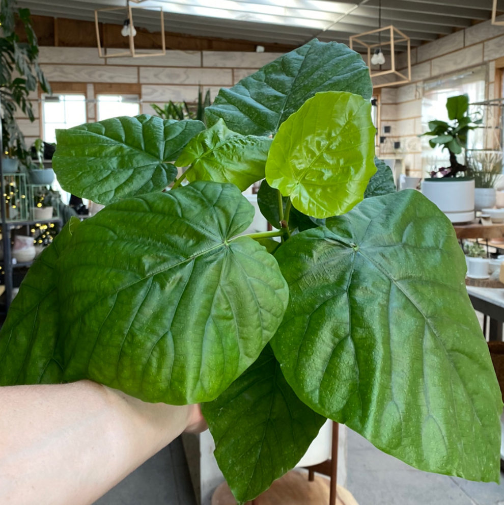 Symbolism and Benefits of the Ficus umbellata