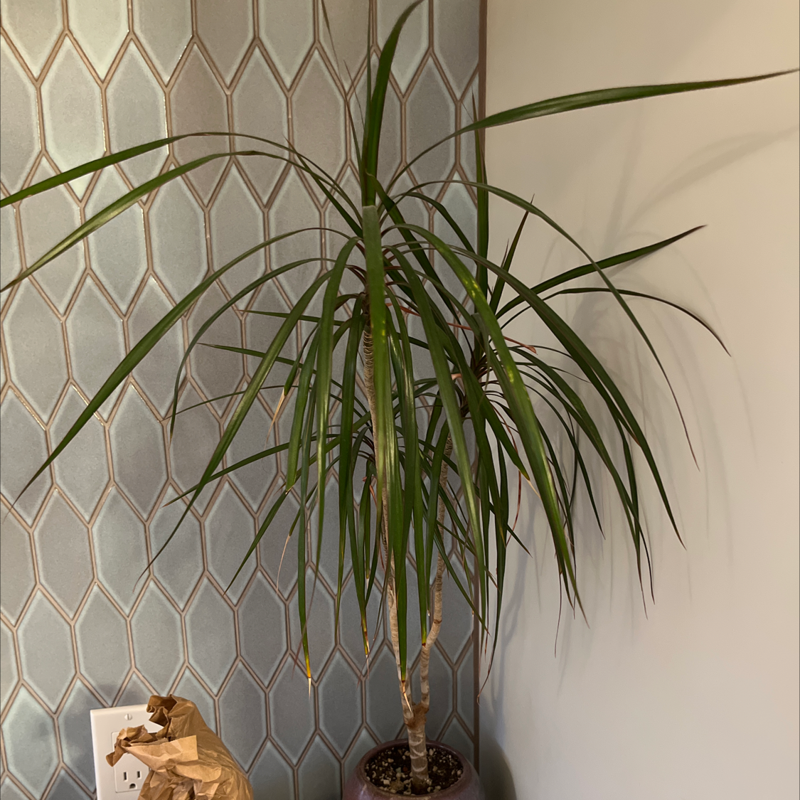 💧 How Do I Know When My Madagascar Dragon Tree Needs Water?