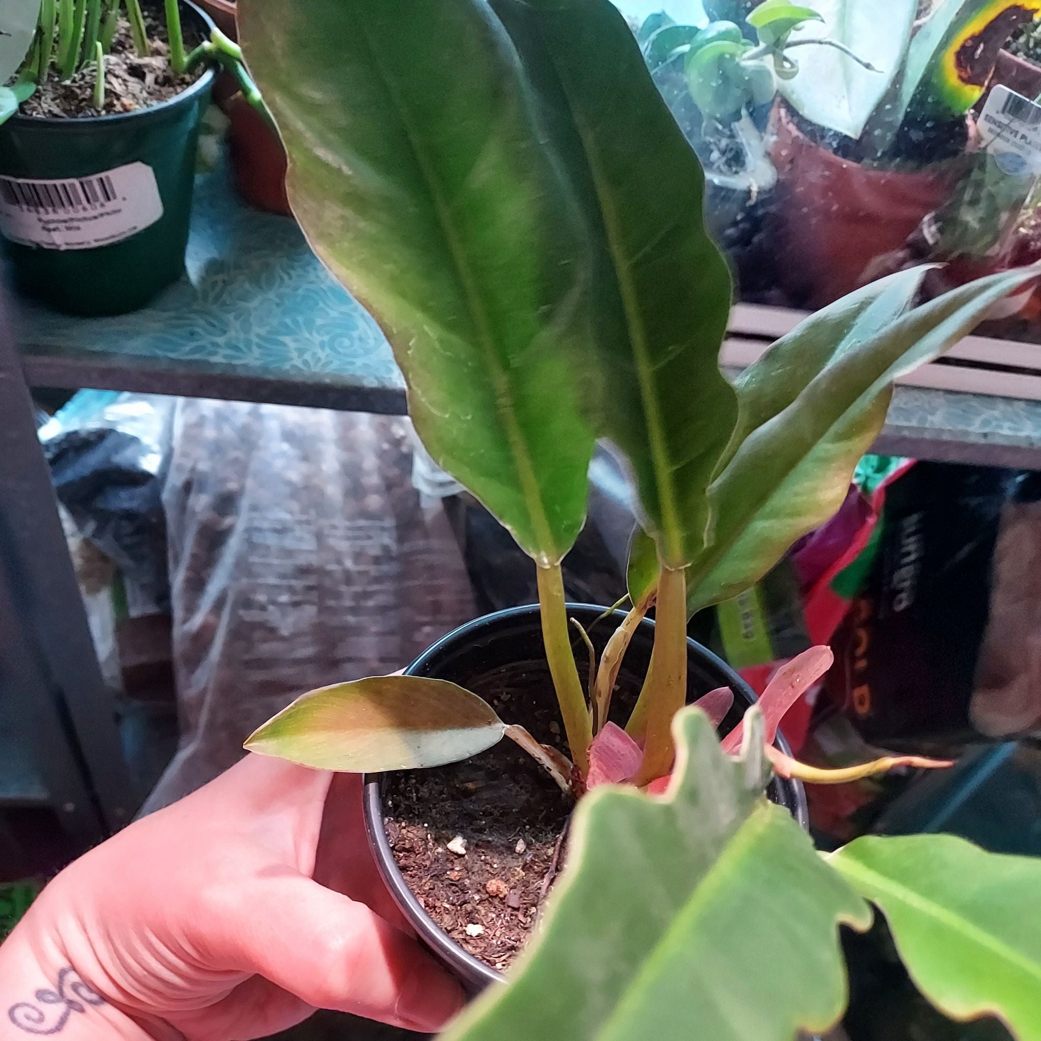 10 Benefits of Having a Philodendron Narrow Tiger Tooth