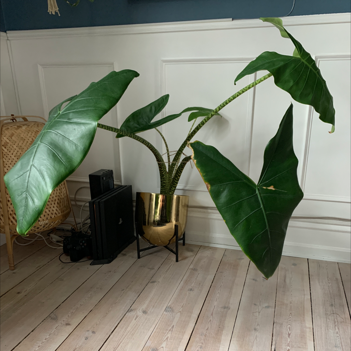 💊 How Do I Cure Zebra Elephant Ear Root Rot?