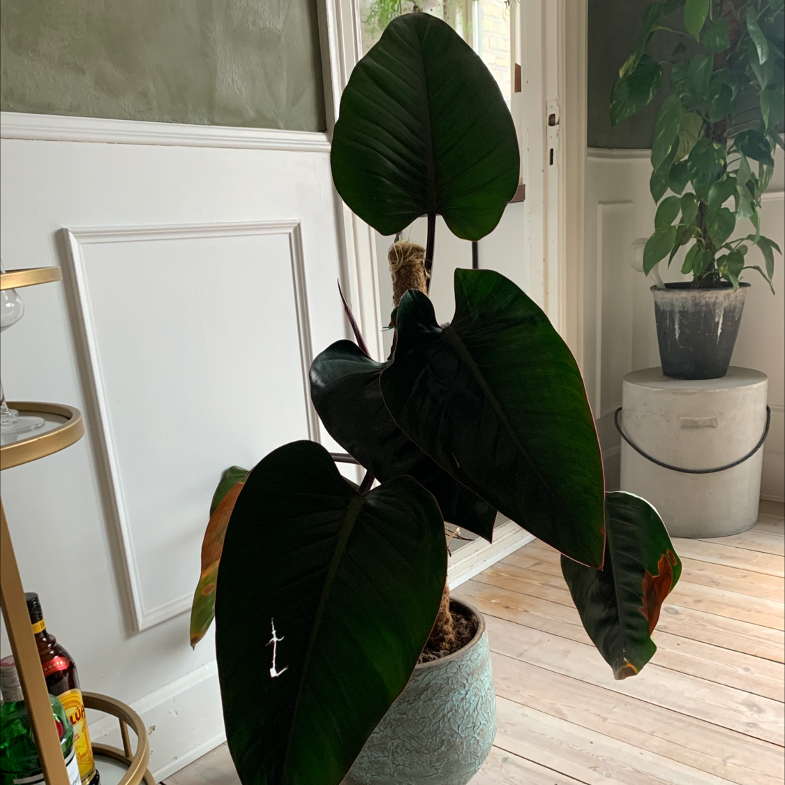 Propagating Philodendron 'Red Congo': The Ultimate Guide