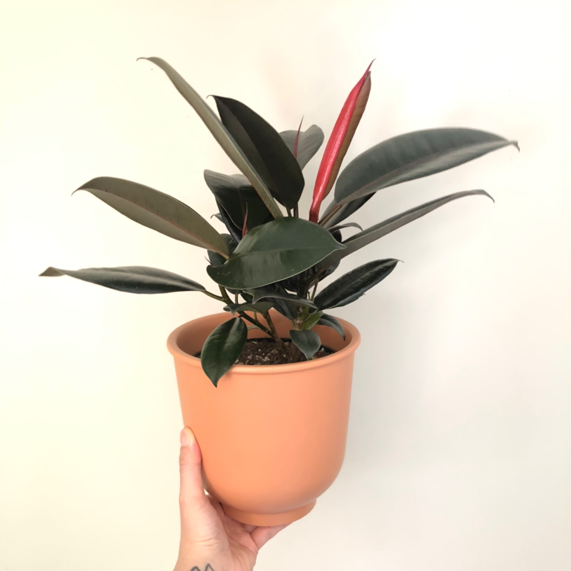 Fertilizing My Burgundy Rubber Tree to Double Its Growth