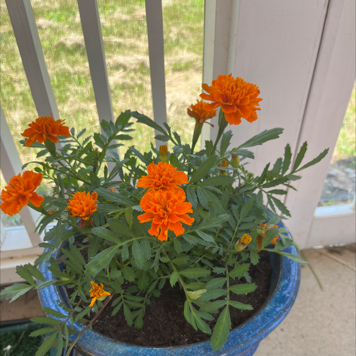 Diagnosing African Marigold Root Rot