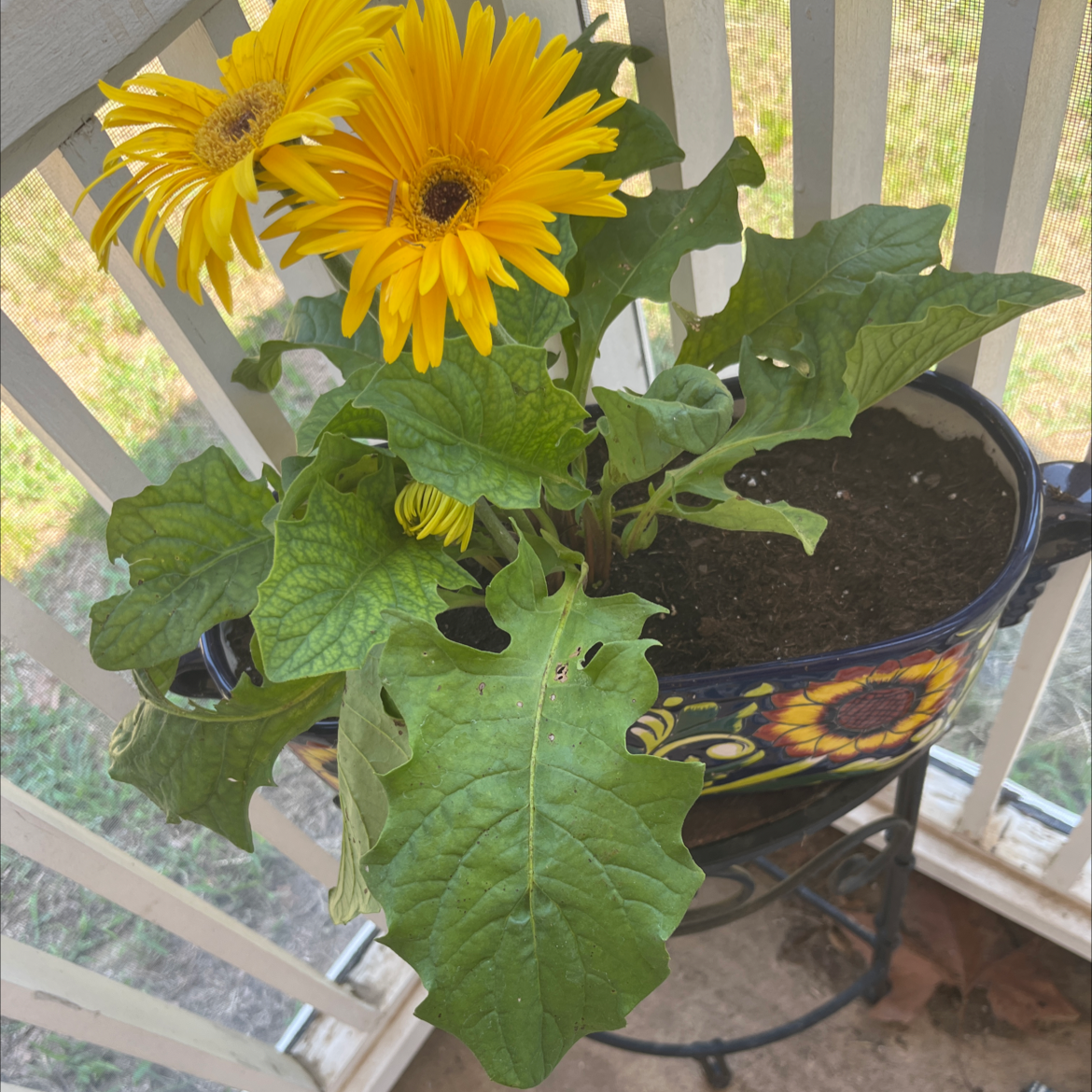 Why Are There Black Spots on My Gerbera Leaves?