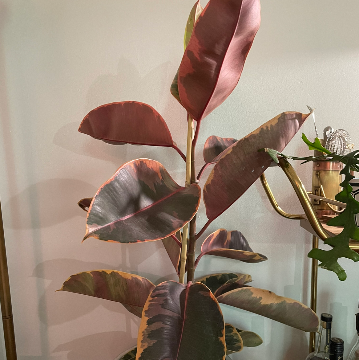 Why Are My Ficus 'ruby' Leaves Droopy? 💧