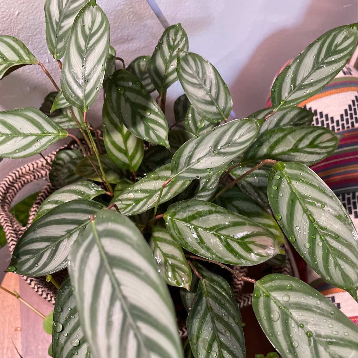 Black Spots on My Never Never Ctenanthe Leaves