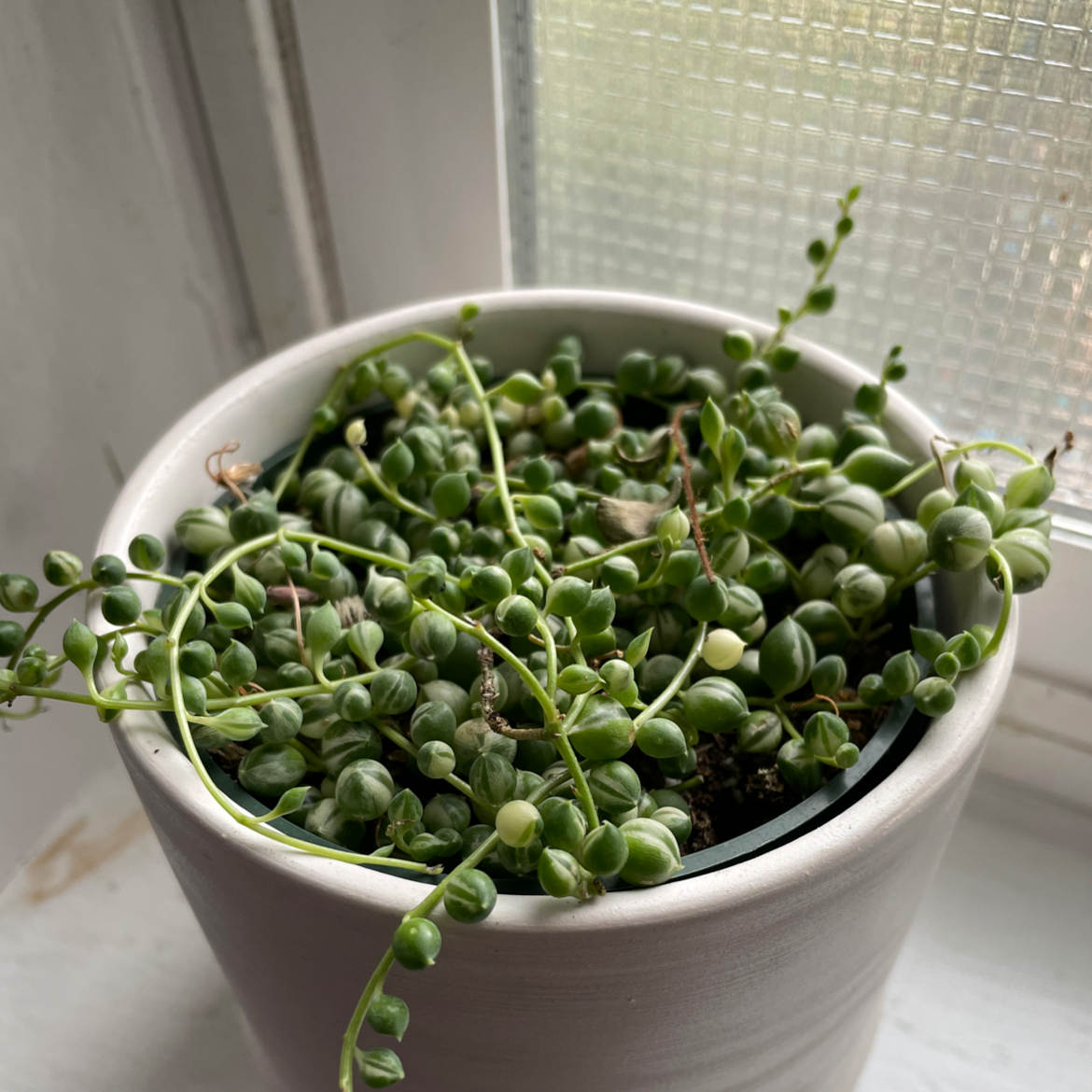 10 Benefits of Having a Variegated String of Pearls