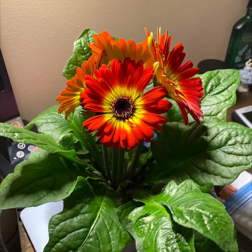 10 Advantages of Having a Florist's Daisy