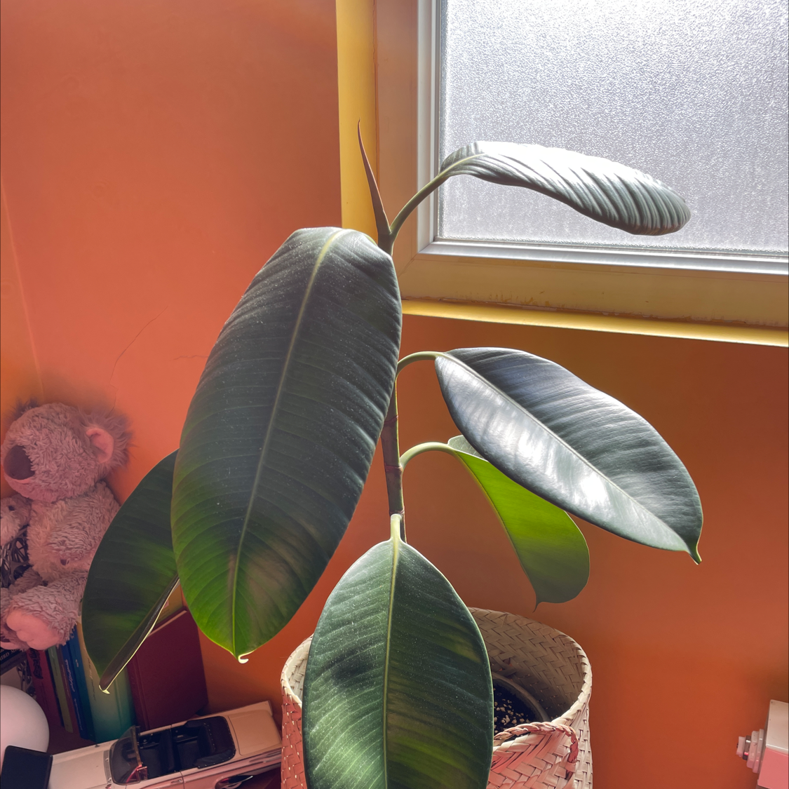 Captain Plant-it | A plant by @kuttlass on Greg