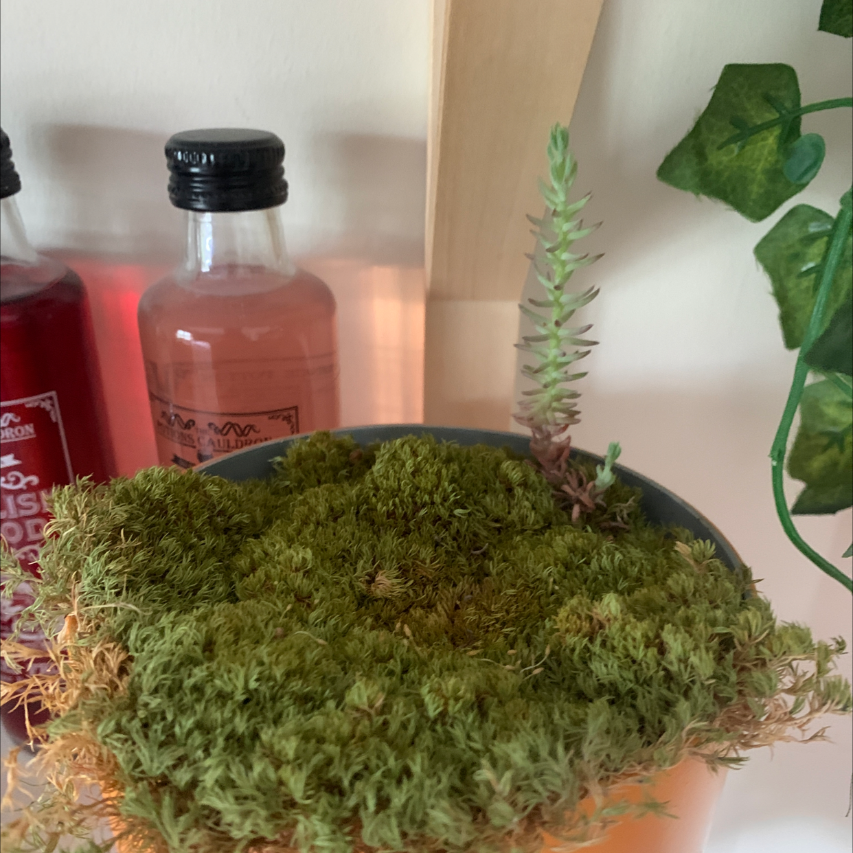 What Temperature Should My Pincushion Moss Be Kept At?