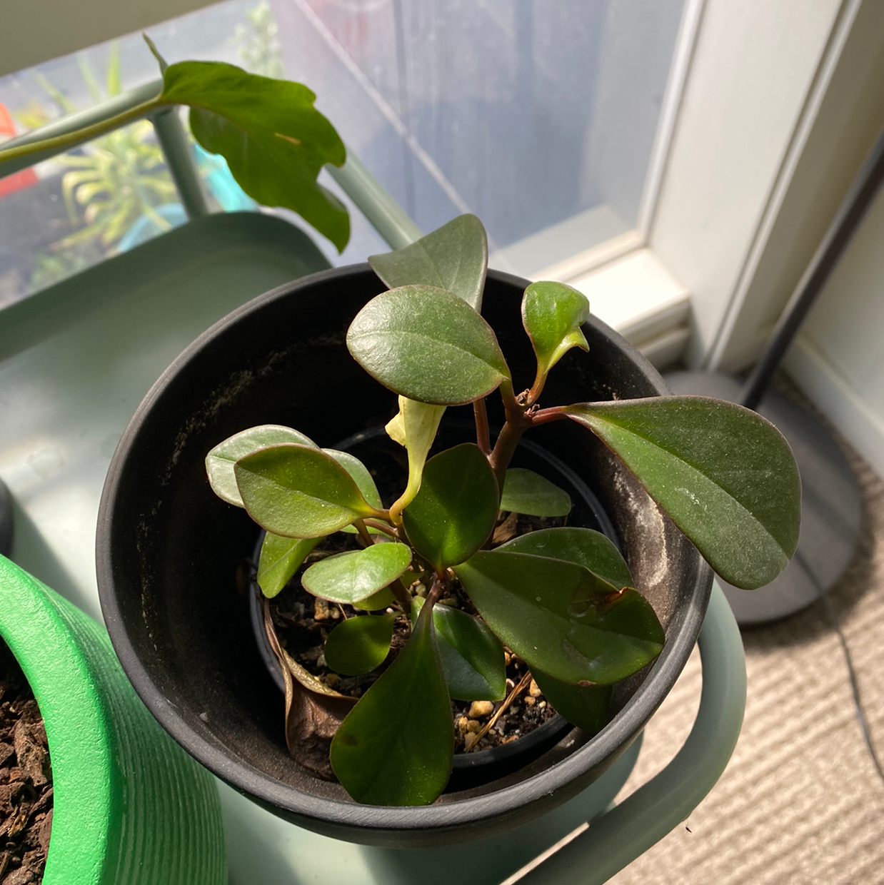 Why Are My Peperomia graveolens 'Ruby Glow' Leaves Droopy?