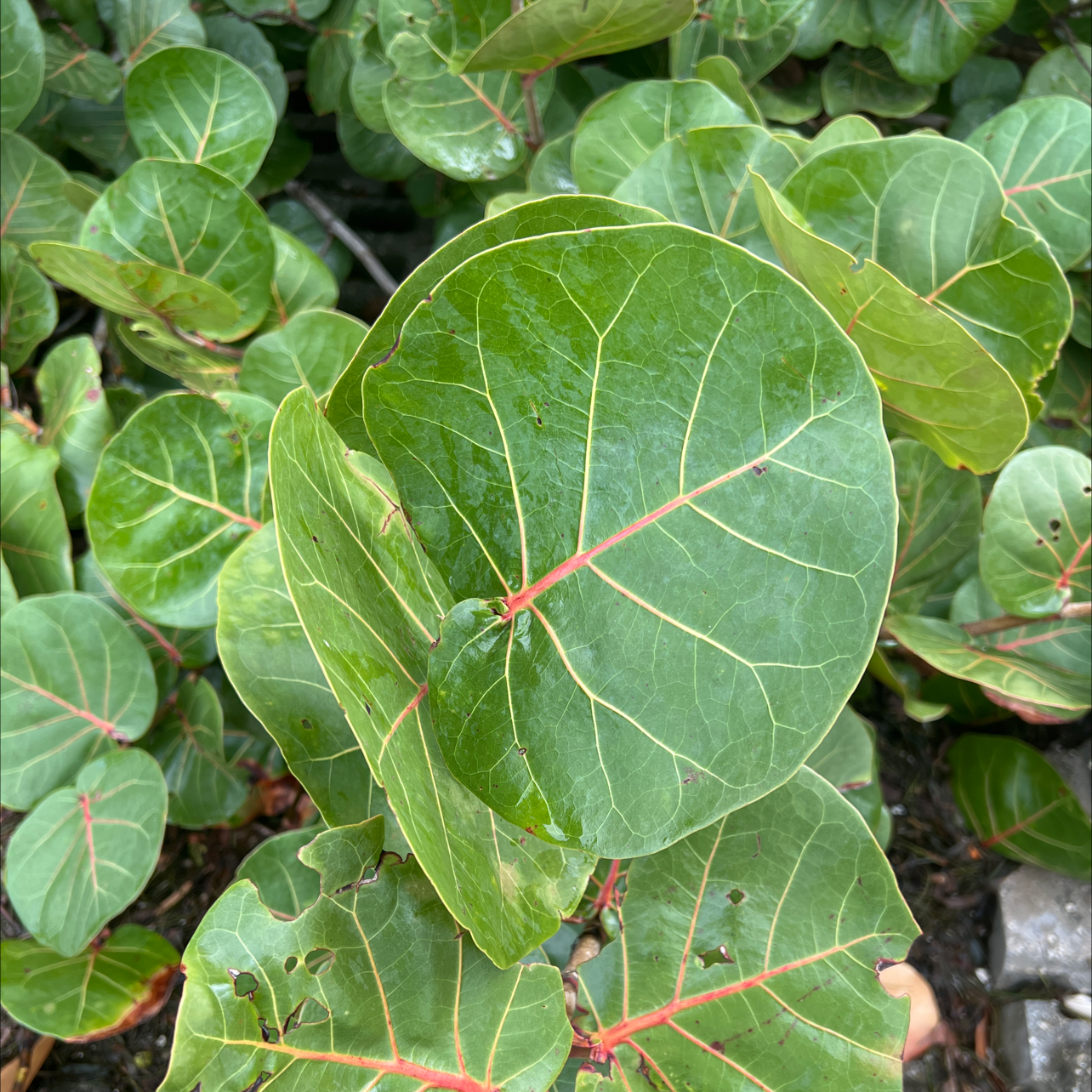 Symbolism and Benefits of the Seagrape