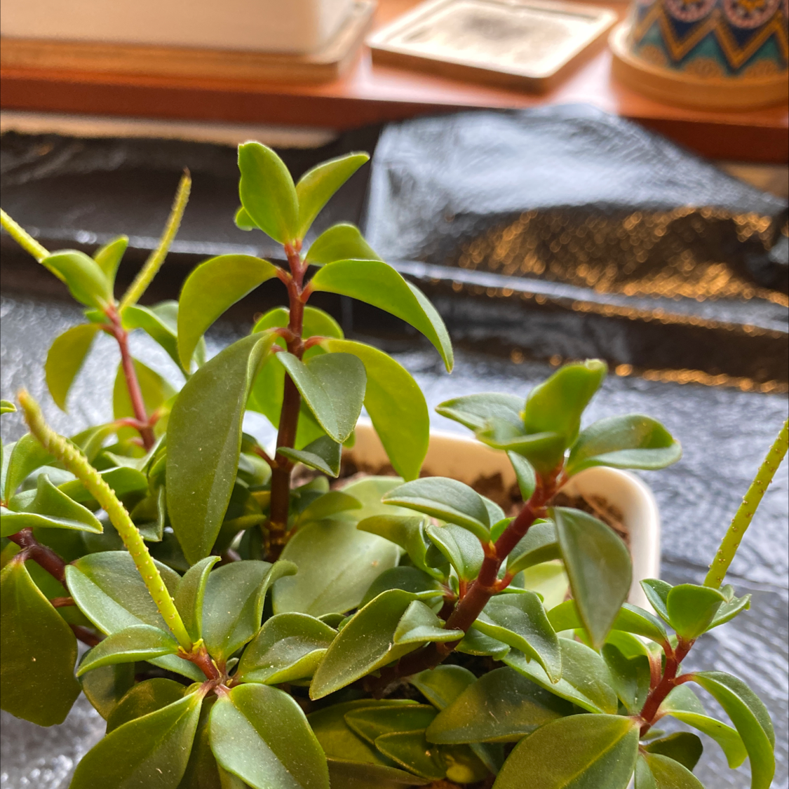 Best Soil for Radiator Plant