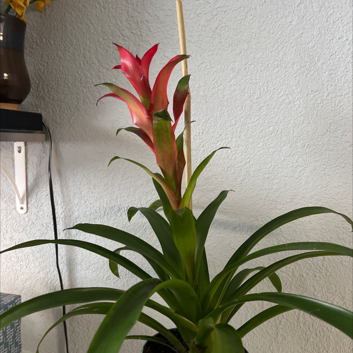 10 Advantages of Having a Guzmania Bromeliad