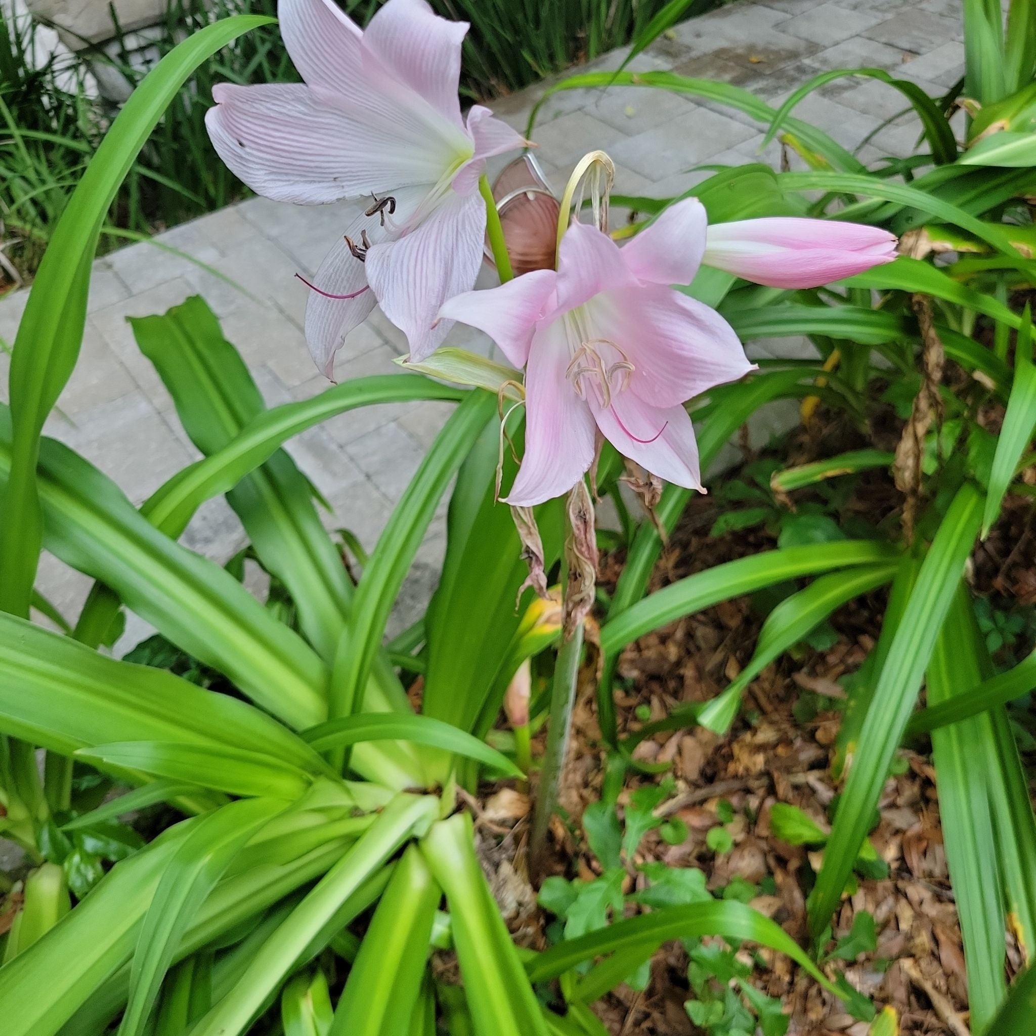 Why Are There Brown Spots on My Resurrection Lily?