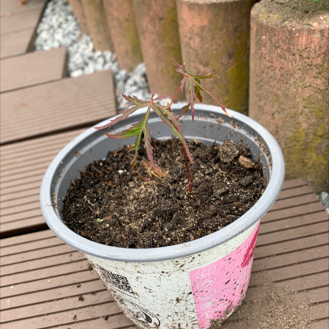 How Do I Fix Japanese Maple Root Rot?