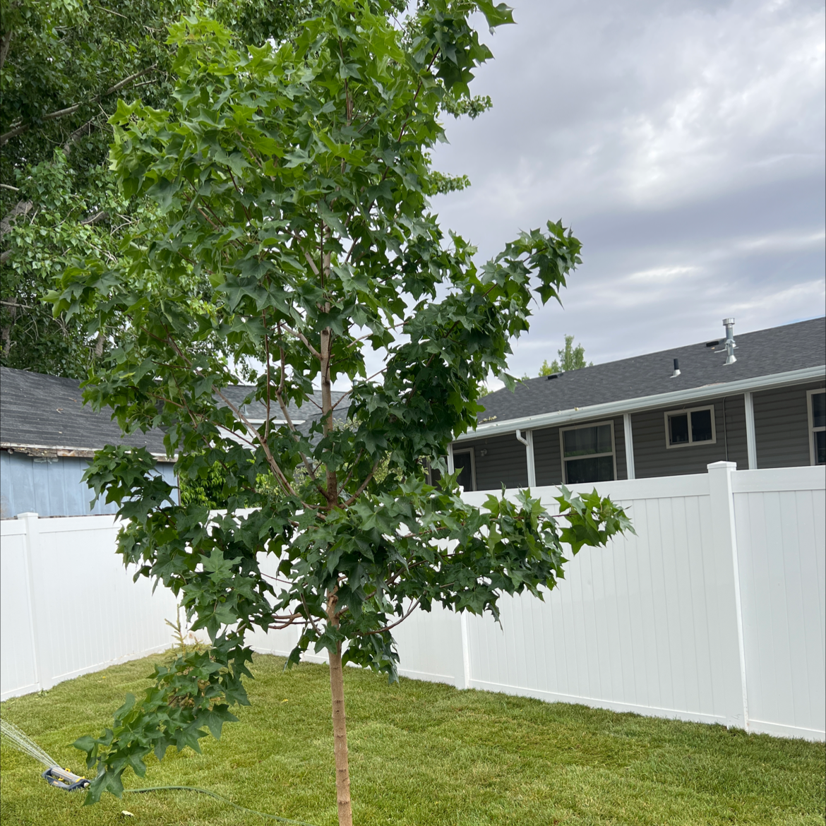 Ruby Sunset Maple: How Much Water & Light Does it Need to Thrive?
