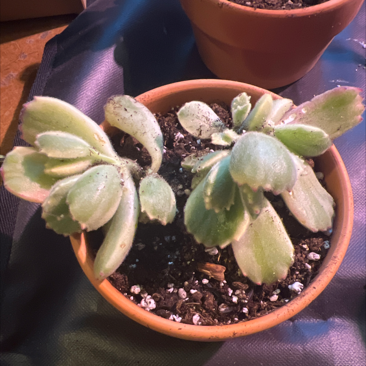 Ursa Major | A plant by @New_Plant_Mama on Greg