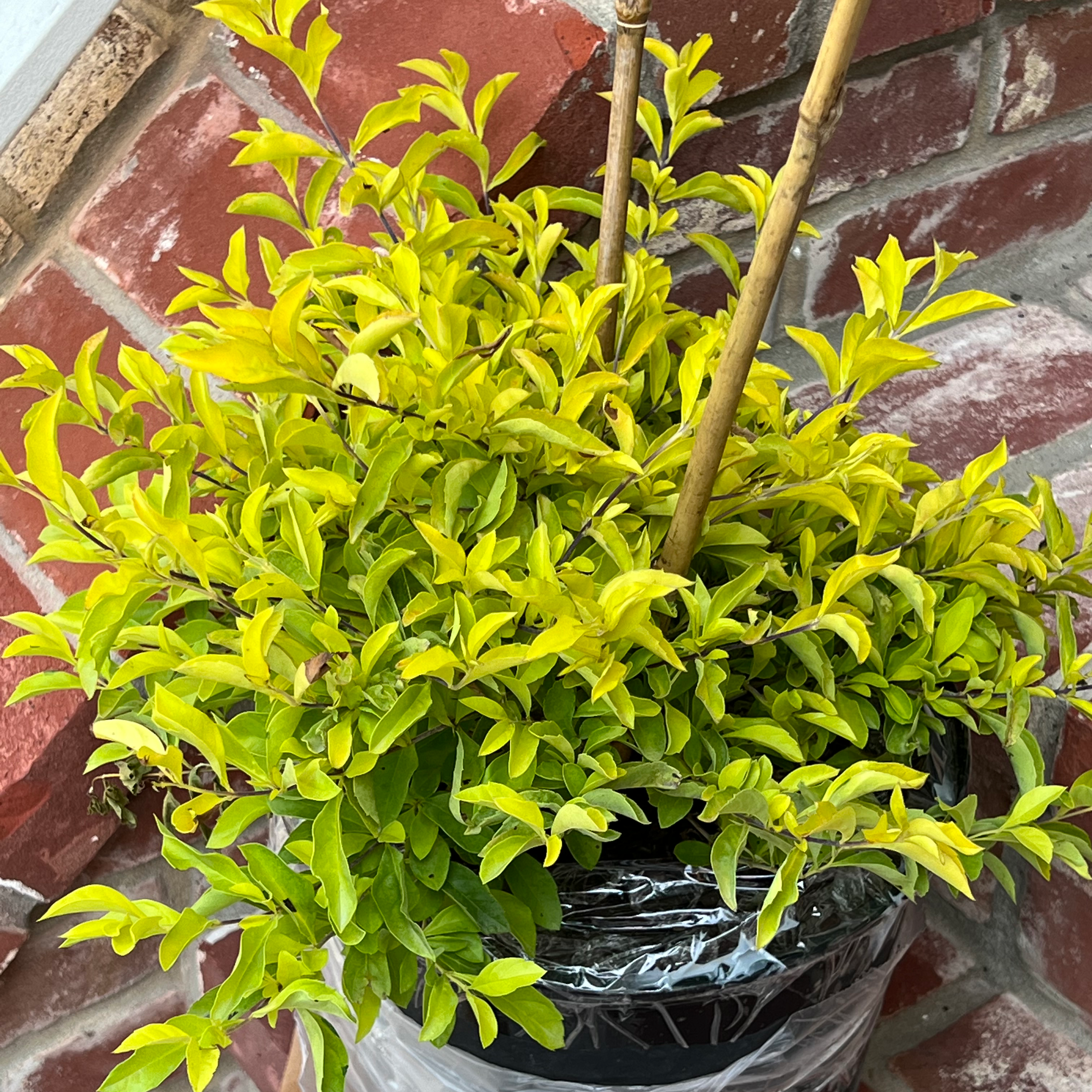 When and Where Should I Trim My Golden Dewdrop?