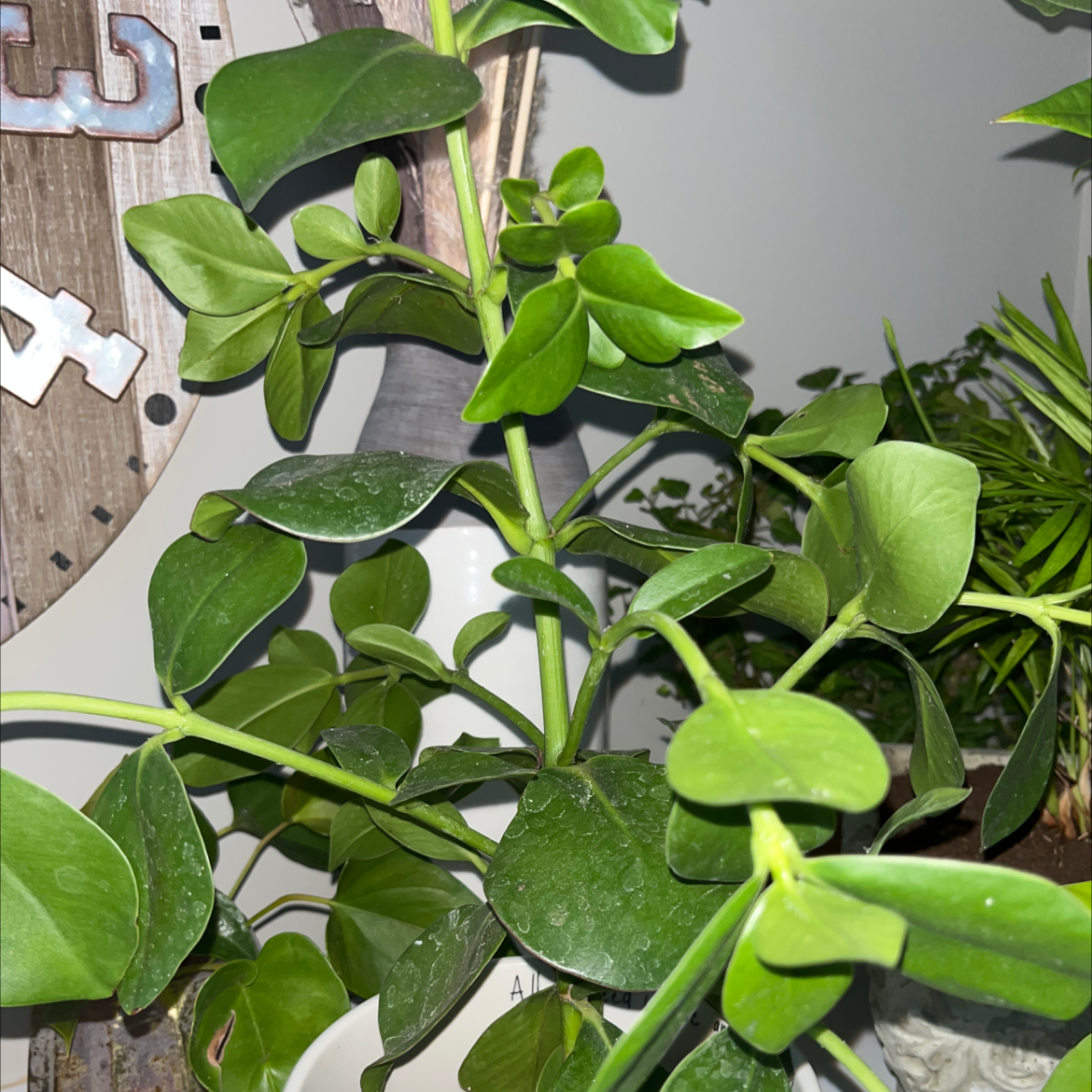 Propagating My Princess Autograph Tree: Step-by-Step Guide