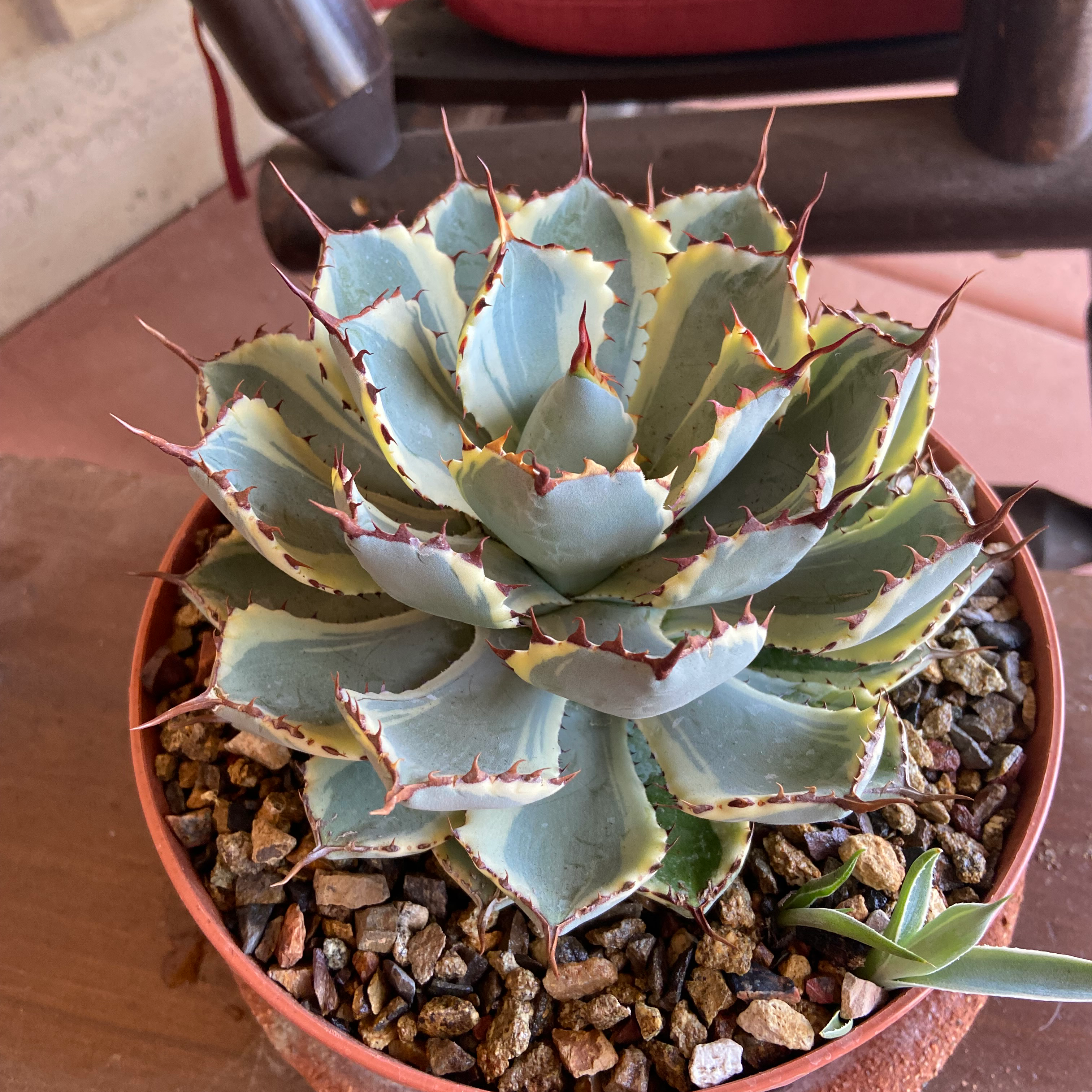🐛 What To Do About Bugs on My Parry's Agave?