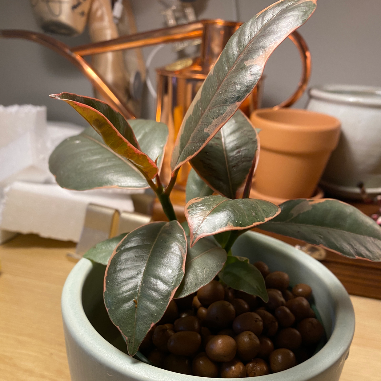 Propagating Ficus 'ruby': Step-by-step Guide